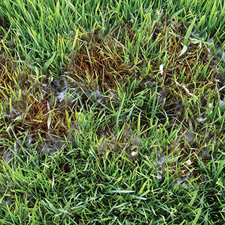 Guide to Garden Weeds, Pests, & Diseases | TruGreen